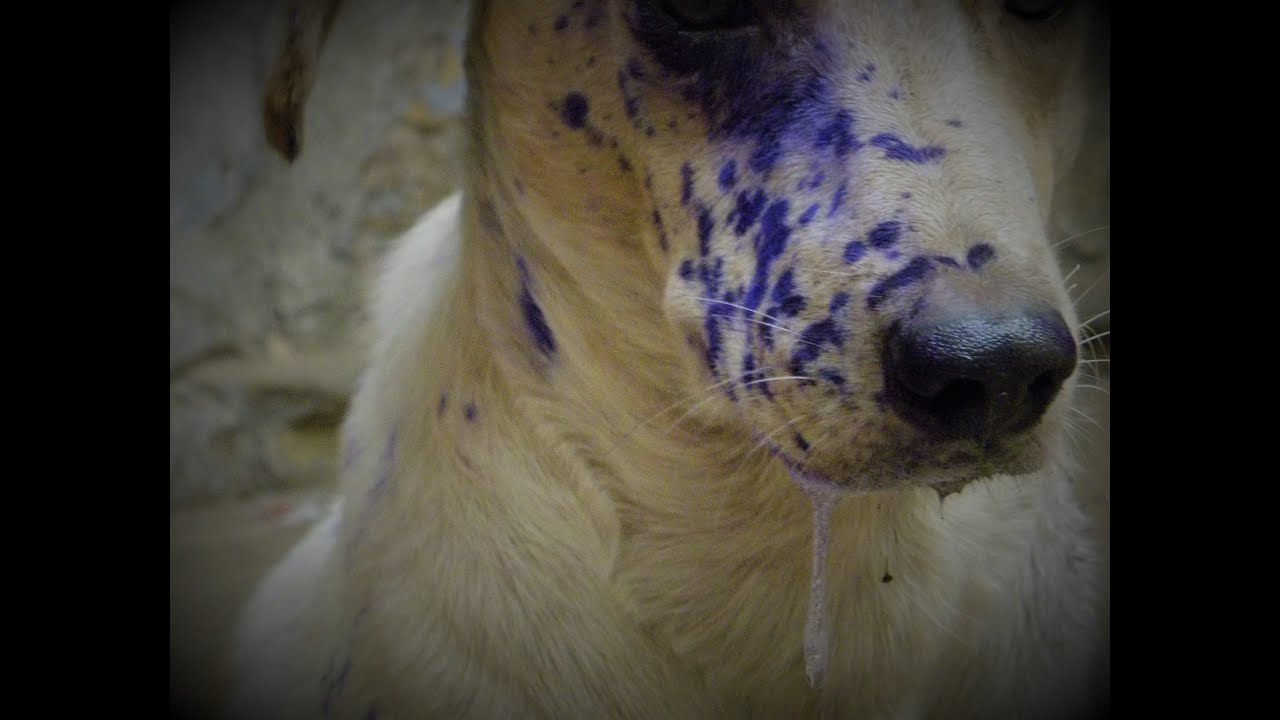 Rabies in the Streets. Interspecies Camaraderie in Urban India. By ...