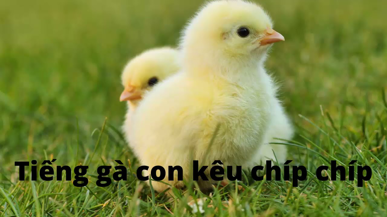 Tiếng Gà con kêu chíp chíp (Miễn phí cho sử dụng lại âm thanh youtube ...