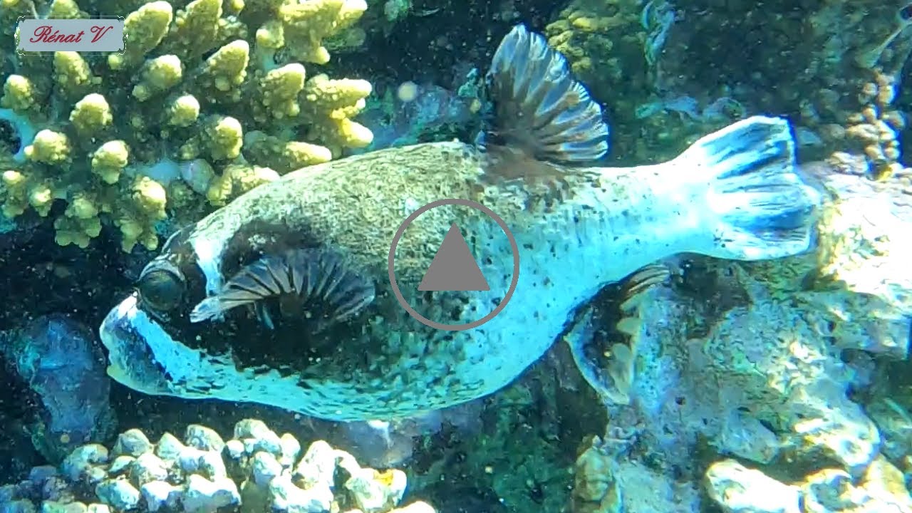🤿 Reconnaître les poissons L'Arothron diadematus poisson globe masqué ...