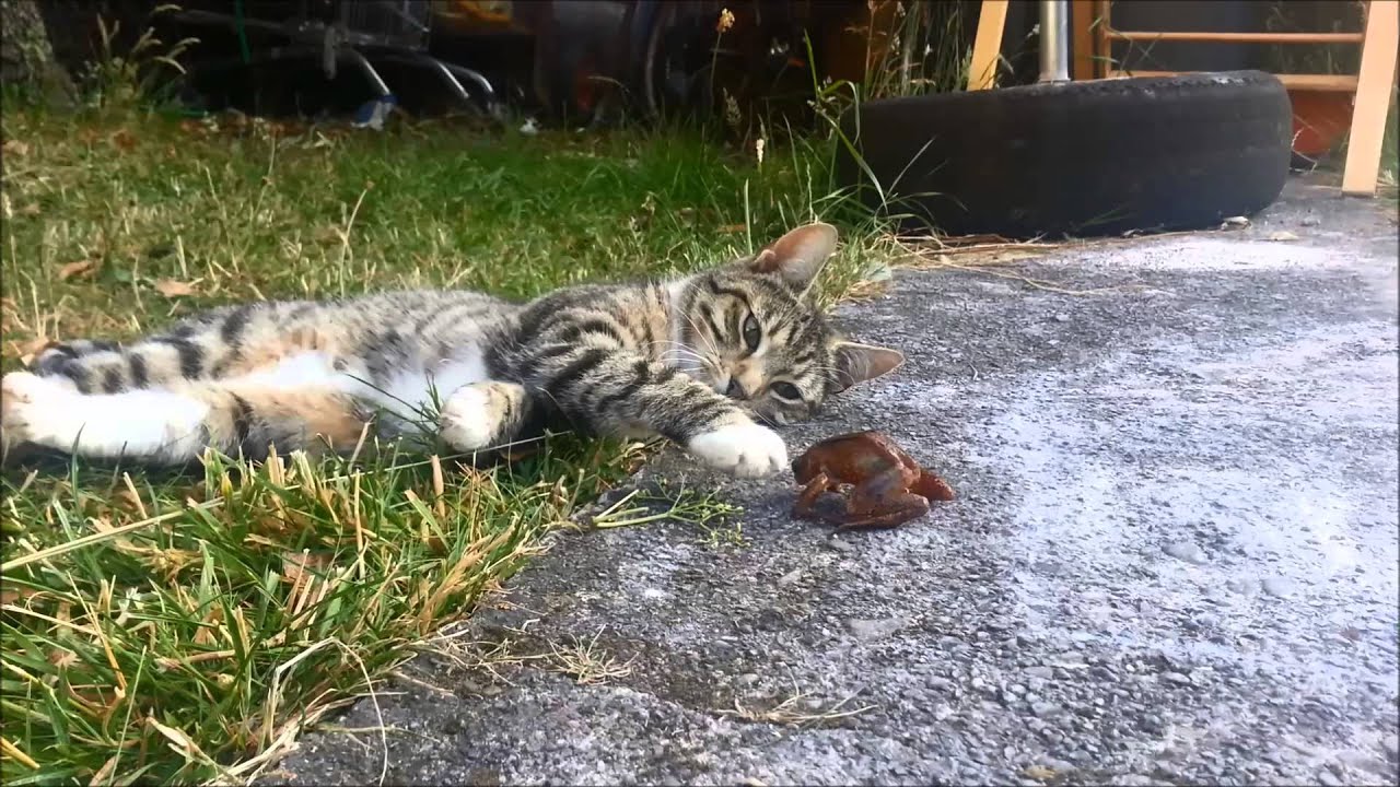 Cat and Frog ... Frog and Cat - YouTube