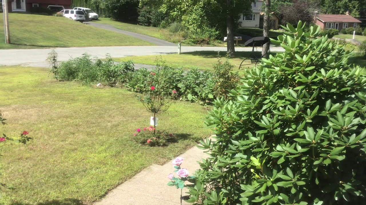Update my flowers USA - YouTube