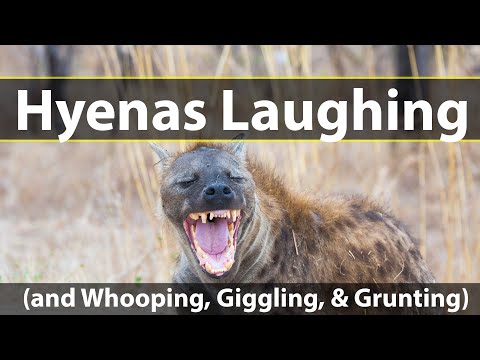 Hyenas laughing (and whooping, giggling, and grunting)