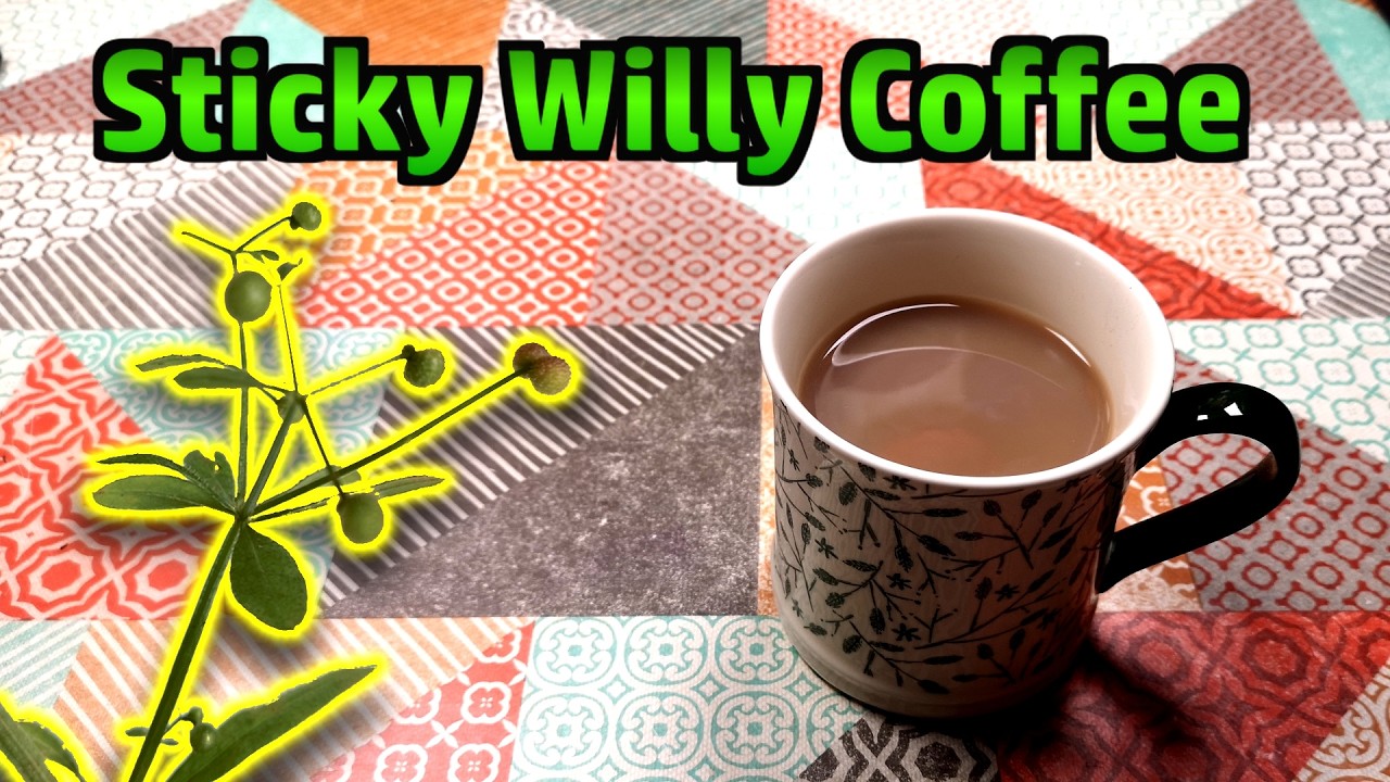 Sticky Willie (Cleavers) Coffee - Testing a Foraged Coffee Substitute ...