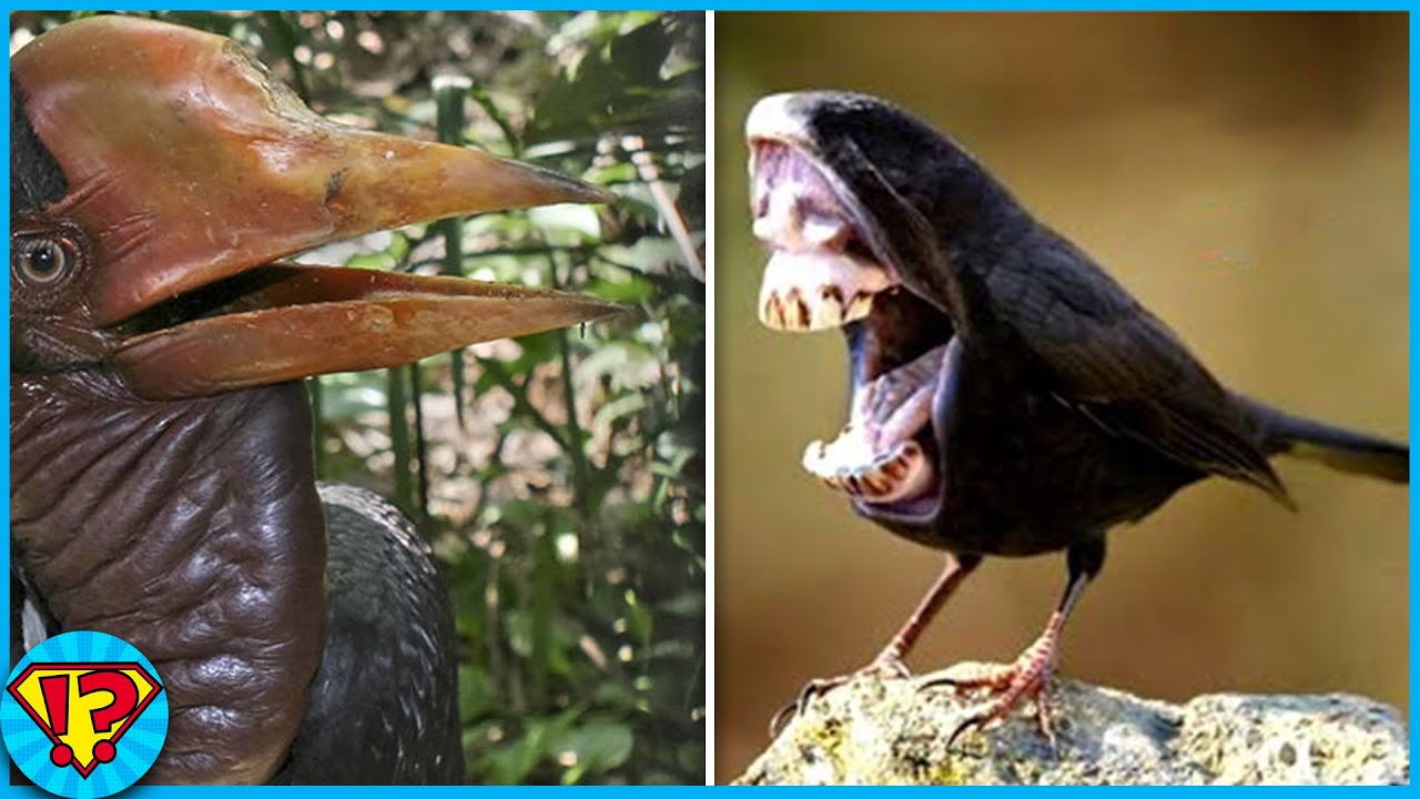 11 Aves Mas Extrañas Y Peligrosas Del Mundo Que Tenes Que Conocer - YouTube
