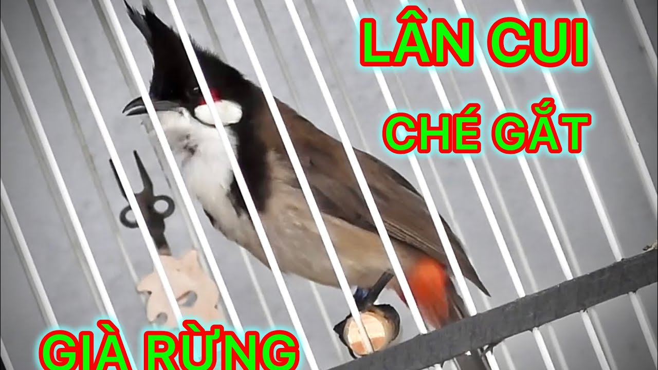 LÂN CUI , CHÉ GẮT , GIÀ RỪNG - YouTube