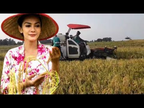 harvest rice using a large comb in the rice fields part 40 - YouTube