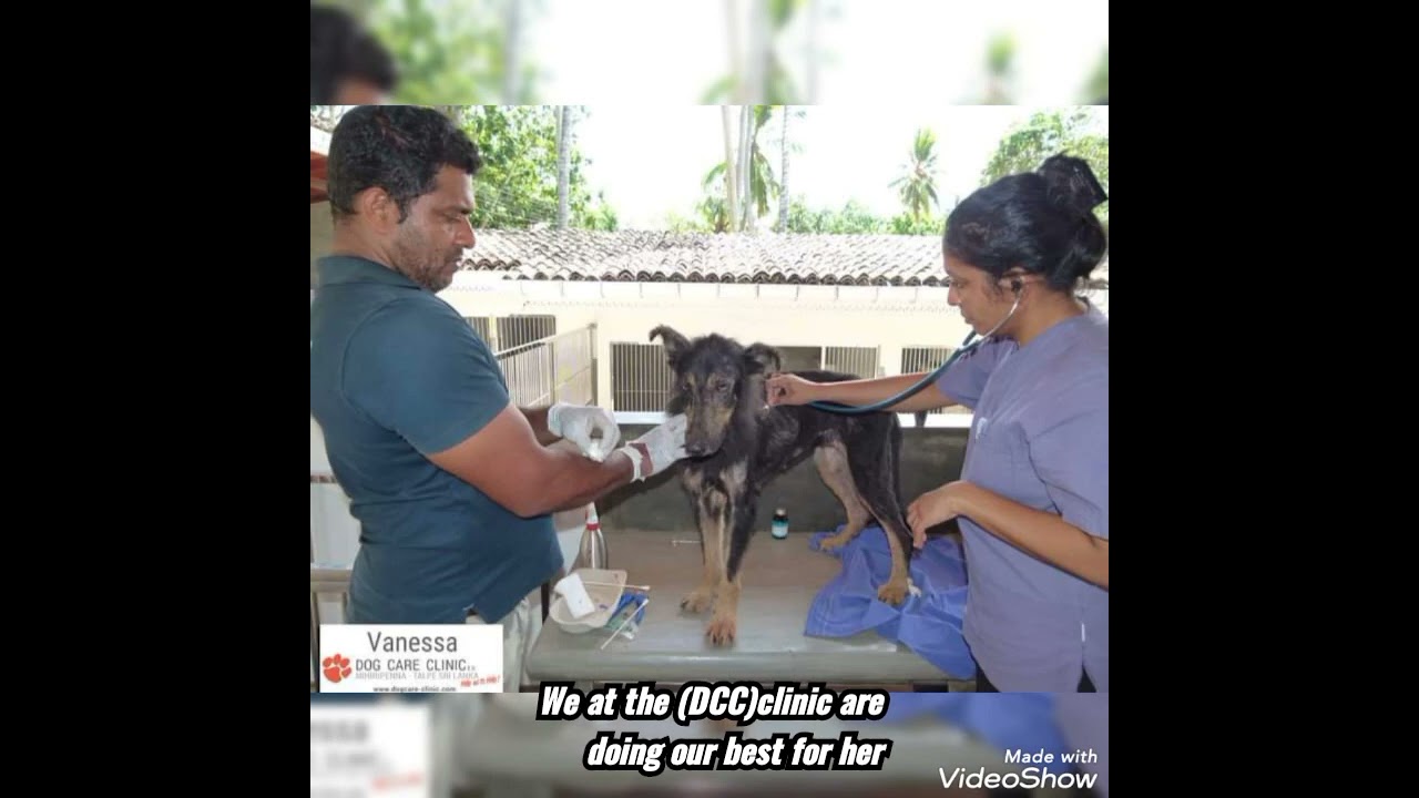 The fight for helpless animals in the southern province of Sri Lanka ...