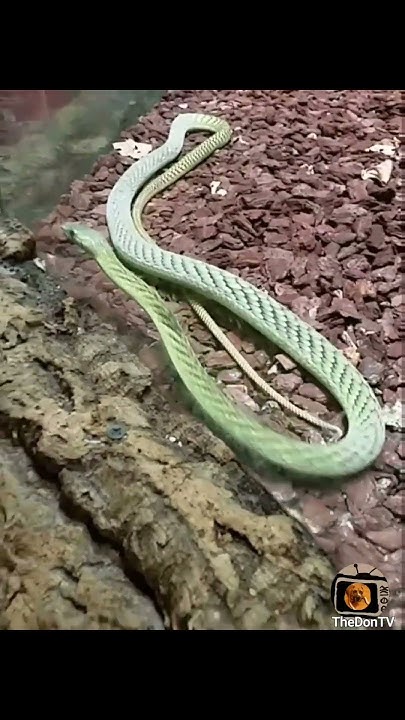 The Green Mamba / Zelena mamba - YouTube