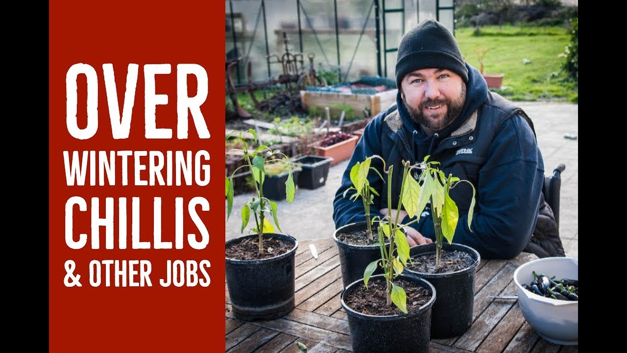 Over wintering Chillis & other jobs - YouTube