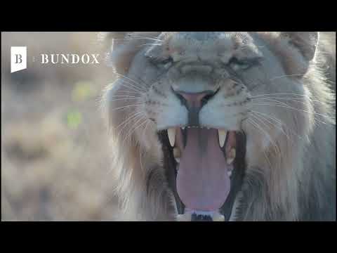 Bundox Explorer Camp 1 - YouTube