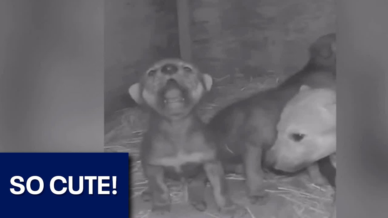 Adorable wolf pups learn to howl from parents - YouTube