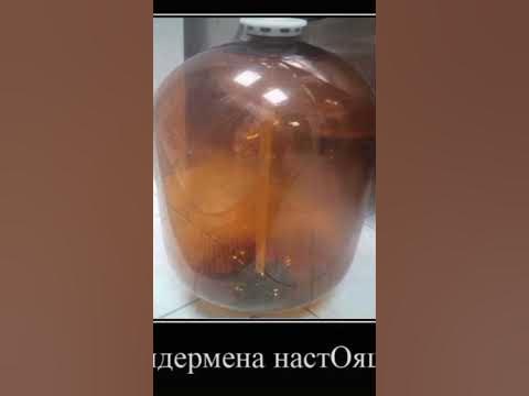 пес та пивна кега - YouTube