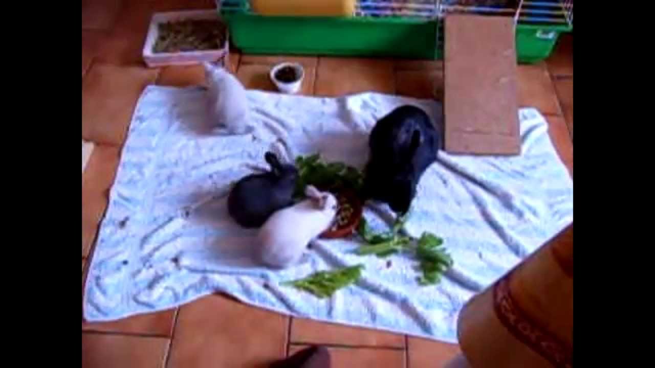 Les premières semaines de 7 lapins - YouTube
