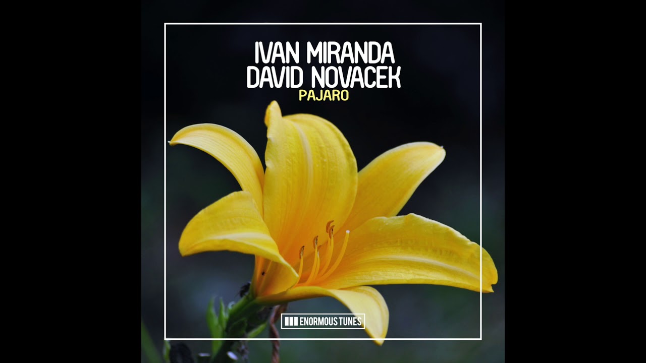 IVAN MIRANDA & DAVID NOVACEK- Pajaro (Original Mix) - YouTube Music
