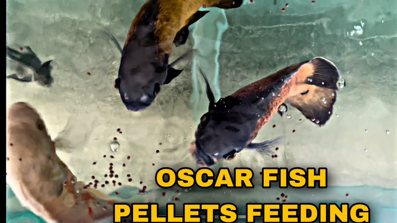 OSCAR FISH FEEDING WITH PELLETS - YouTube