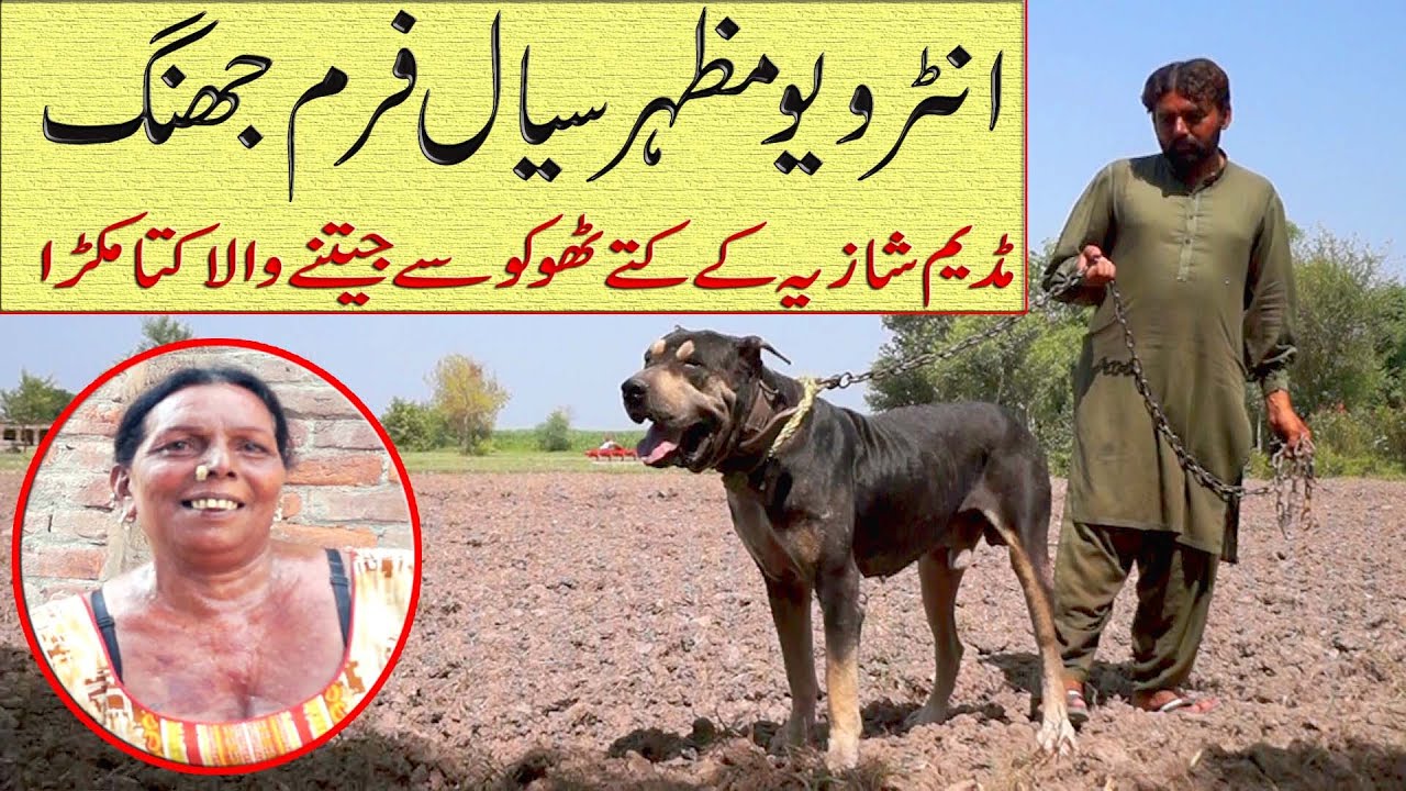 Best of Pakistan Bully Dog Makra Interview Mazher Sayal By Dog Chennel ...