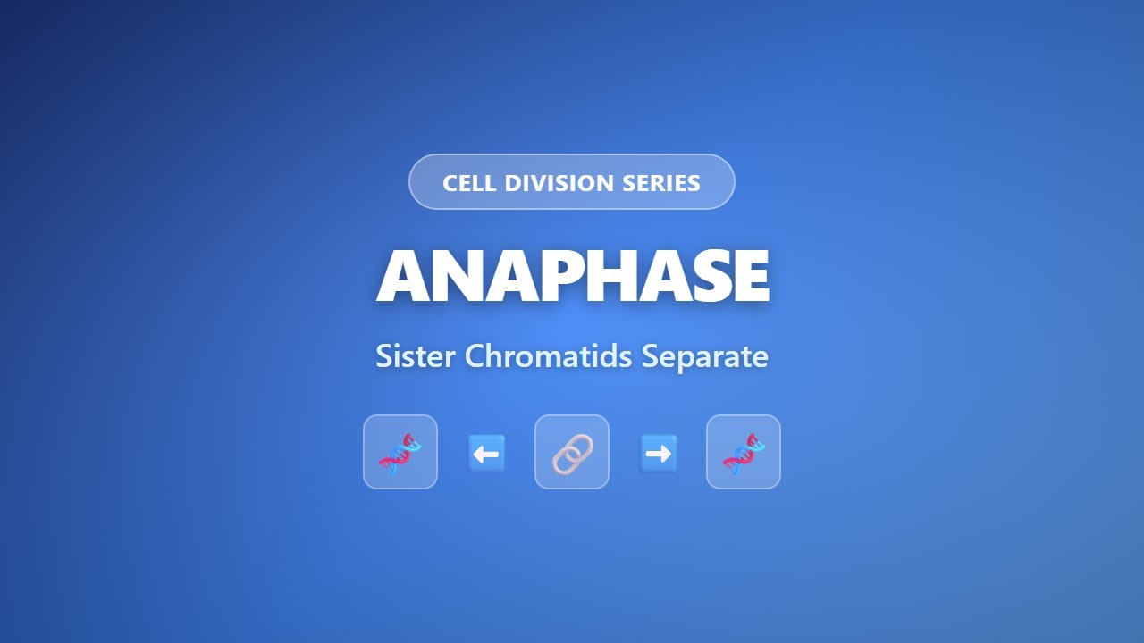 Anaphase: Sister Chromatids Separate | Cell Division Explained for ...