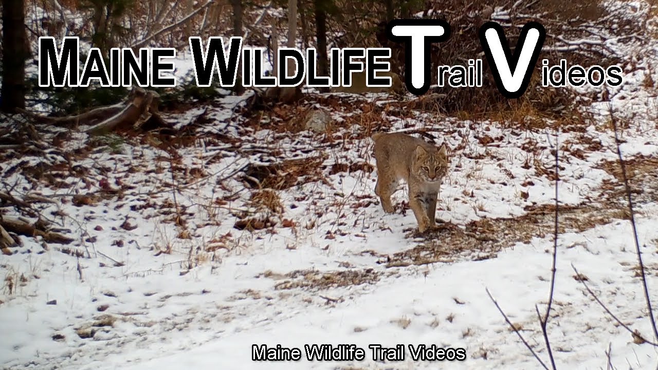 Deer Snorting | Bucks | Bobcat | Coyote | Turkey | Winter Trail Cam ...
