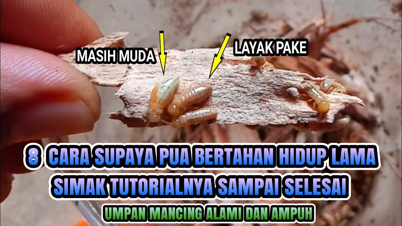 Umpan mancing Anti boncos rayap PUA/WARANGAS , simak tutorialnya - YouTube