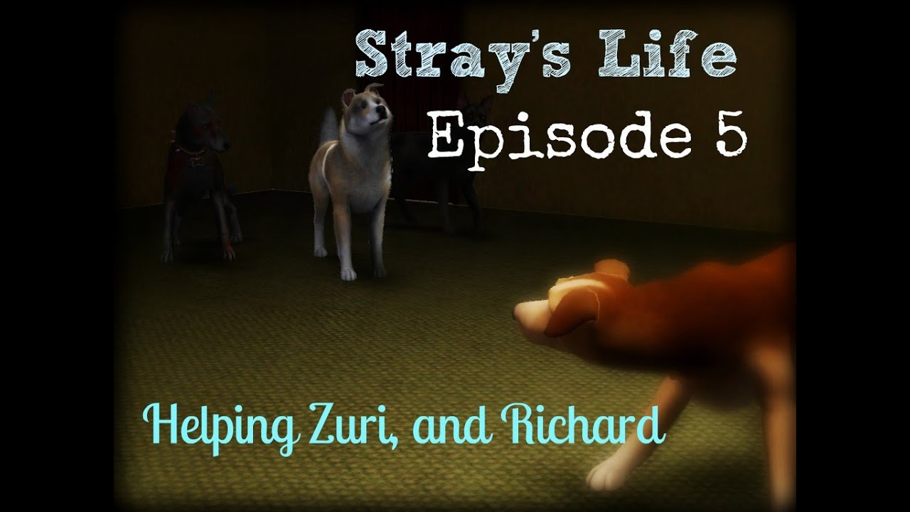 Stray's Life~ Episode 5 - YouTube