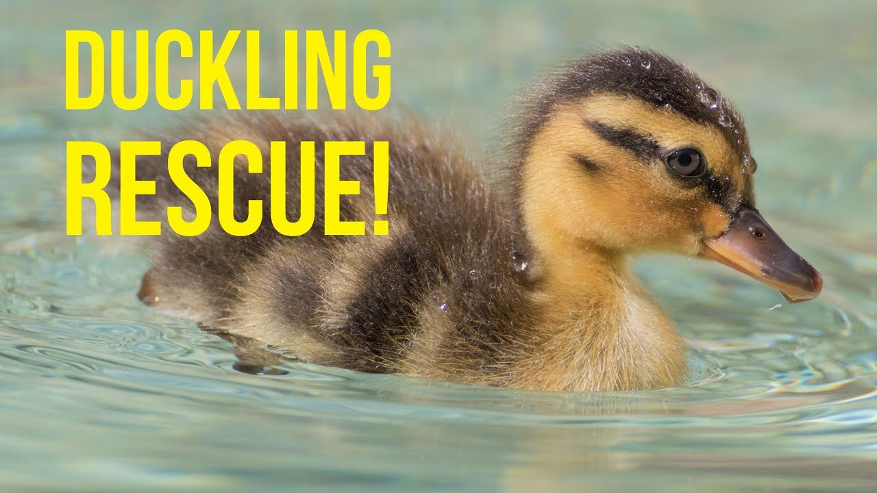 RESCUING BABY DUCKS | Oshies World - YouTube