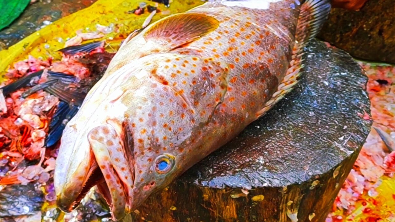Amazing Grouper Fish Expert Cutter Man - YouTube