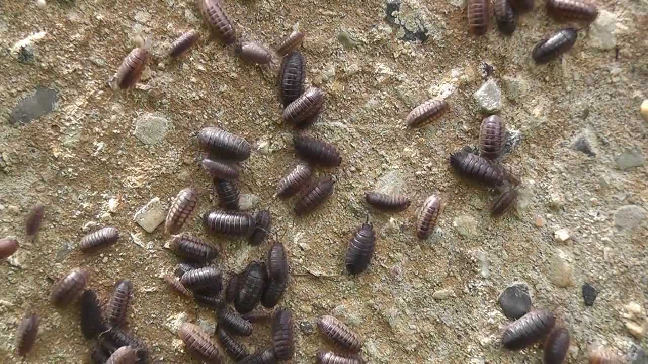 * Die Asseln sind unter uns * - YouTube