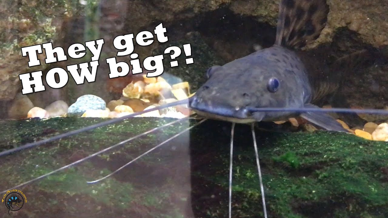 Selfie Catfish Animal Meme