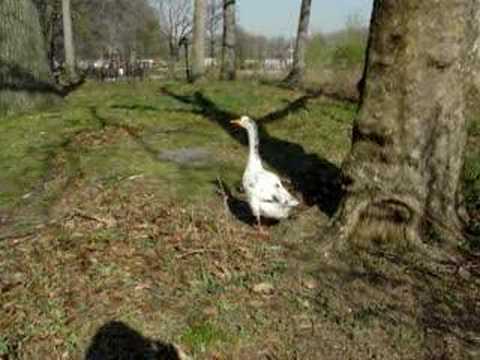 Shy goose (Only 1 second..sorry !! ) - YouTube