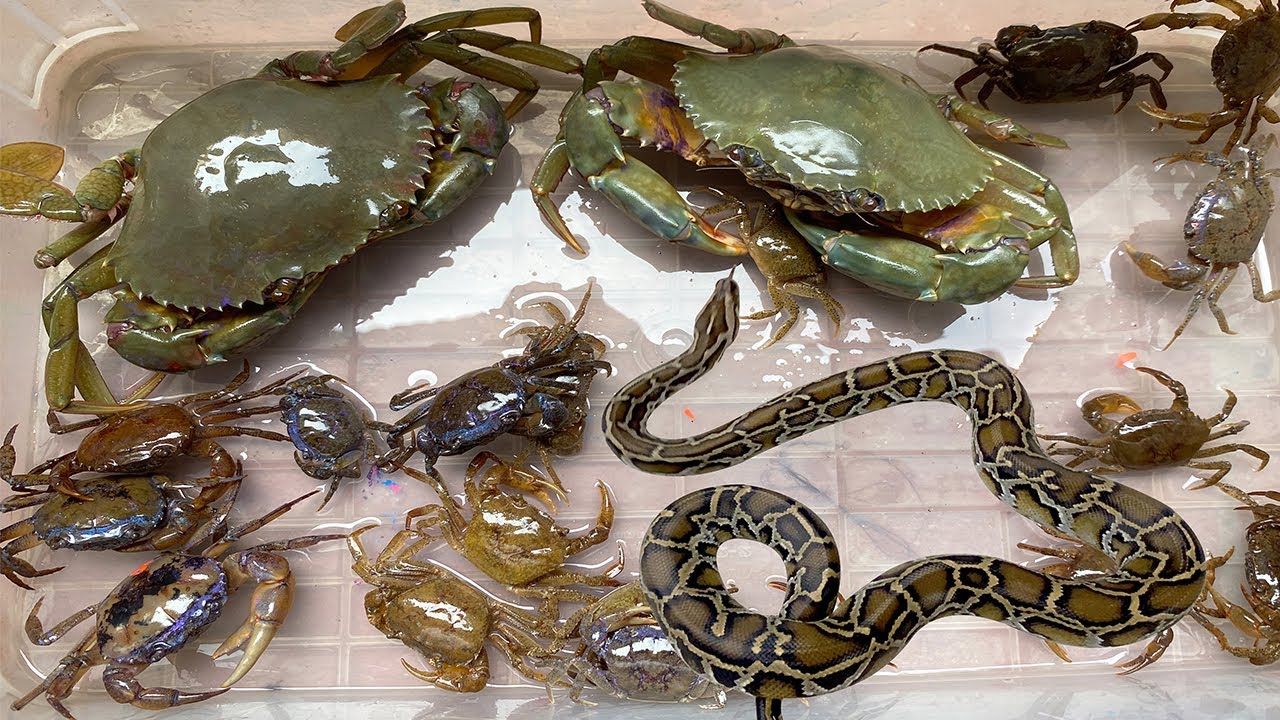 Kem Ốc Chanel và con cua ra ngõ chơi thấy con trăn ăn cá sấu, cứu ...