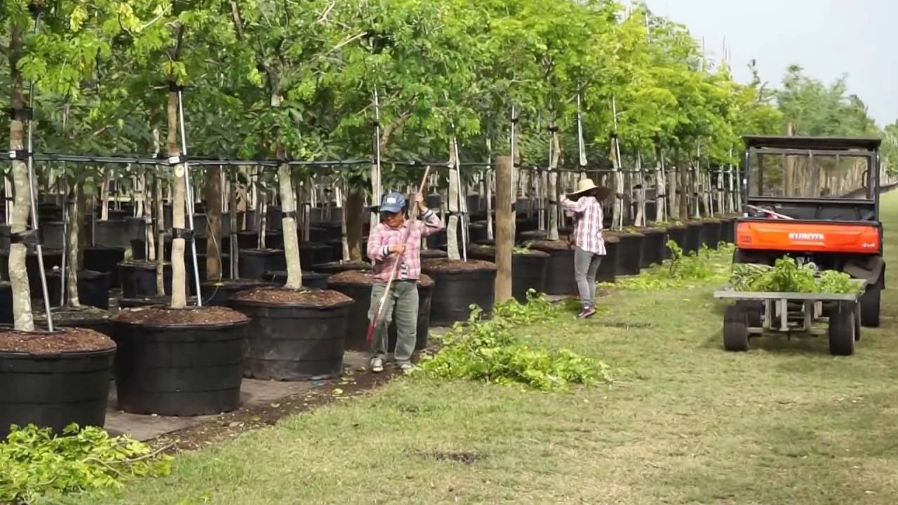 Women working in Tree farm Tree nursery in south Florida. - YouTube