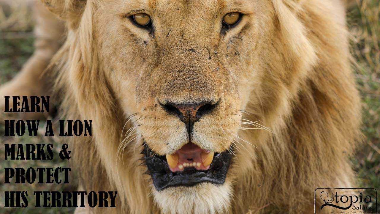 THIS IS HOW LION MARK THEIR TERRITORY (MIND BLOWING) - YouTube