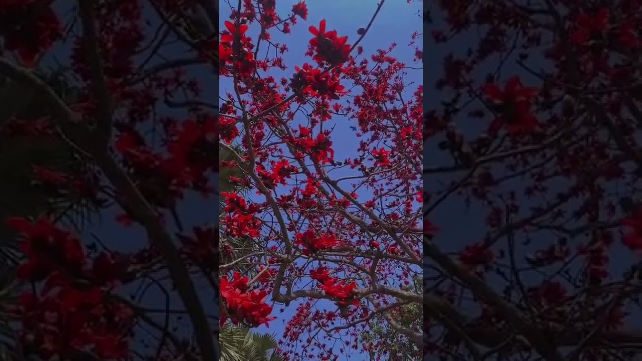 Let spring come to everyone's mind - YouTube