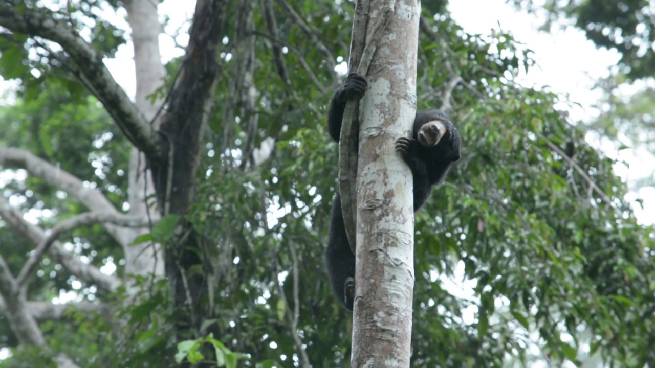 Sun Bear Behavior | Sun Bears are Good Climbers | BSBCC - YouTube