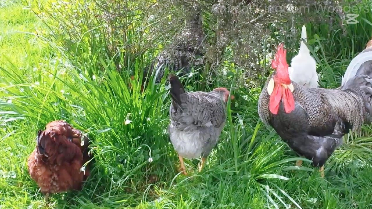 Chicken Communication: Calls, Body Language & what they mean ! - YouTube