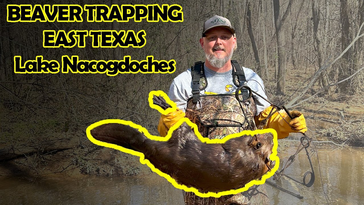Beaver Hunt Texas