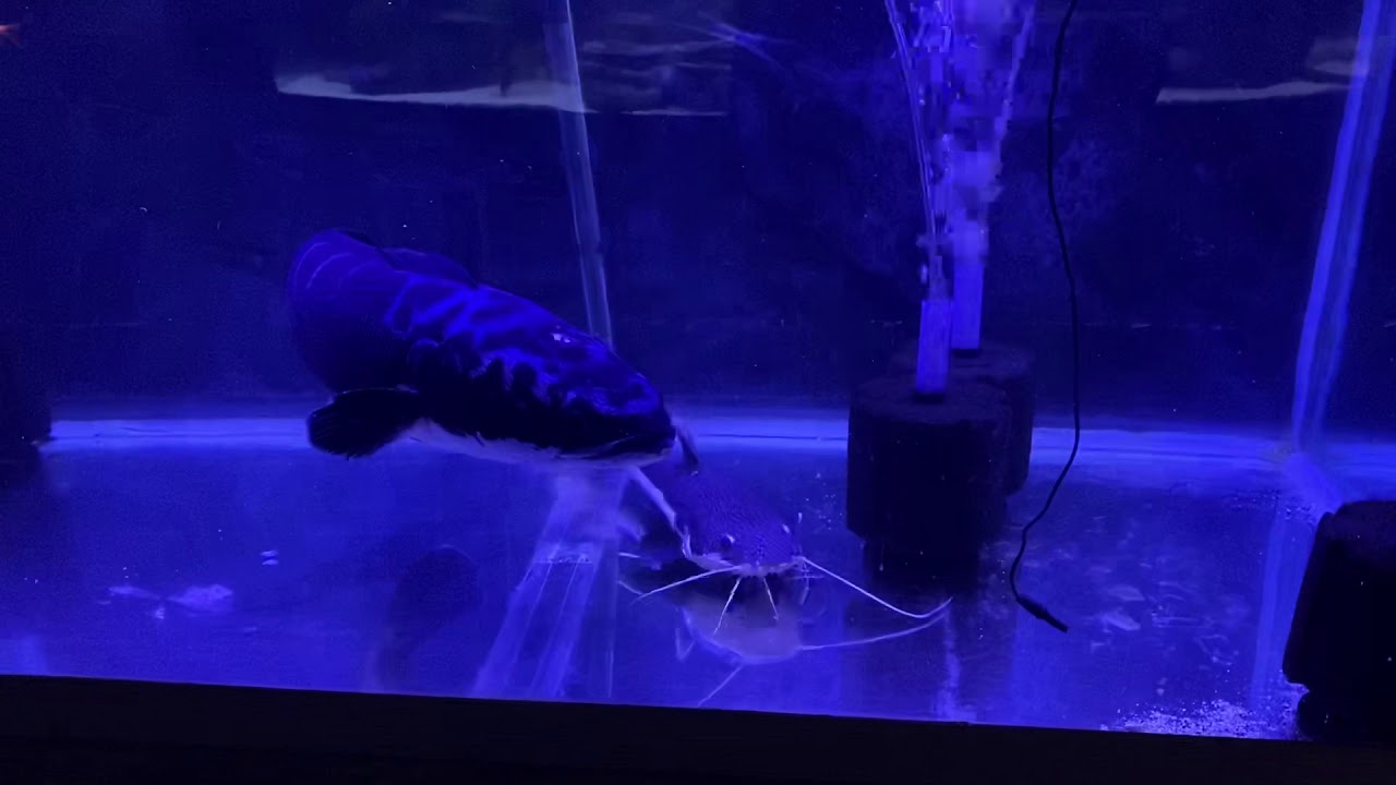 Giant Channa and red tail catfish tank mates - YouTube