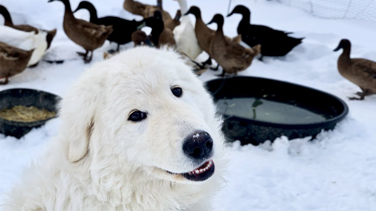 Toby, the Dog that Guards Ducks - YouTube