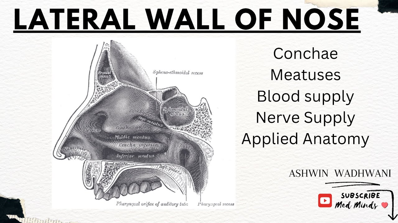 Lateral Wall of Nose Anatomy Blood Supply Nerve Supply and Applied ...