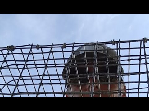 Setting a Sunfish Trap For Bait - Live Stream - YouTube