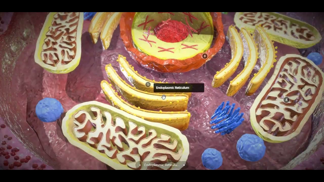 3D CELL AND IT'S ORGANELLES EXPLAINED LEARN CELL IN 5 MINS ! - YouTube