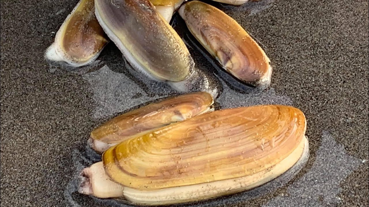 How to Dig Razor Clam, Common shows to look for - YouTube