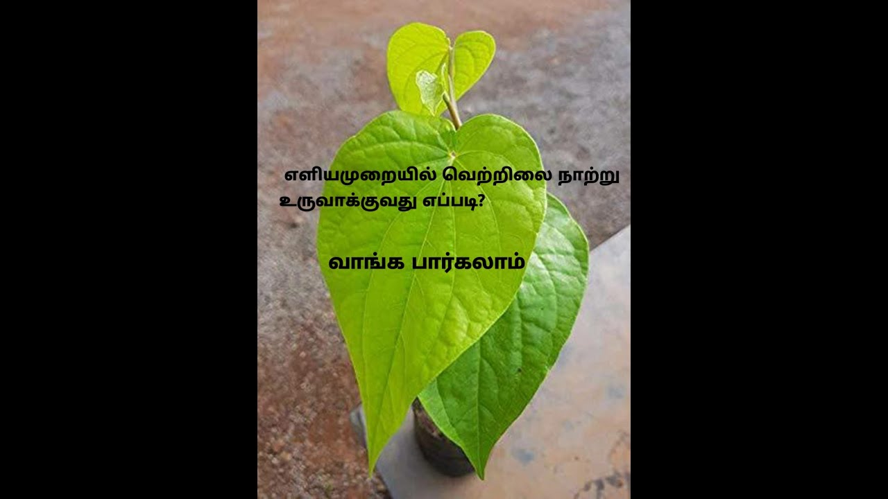 Vetrilai Valarpu.How to grow vetrilai in home and to produce saplings ...