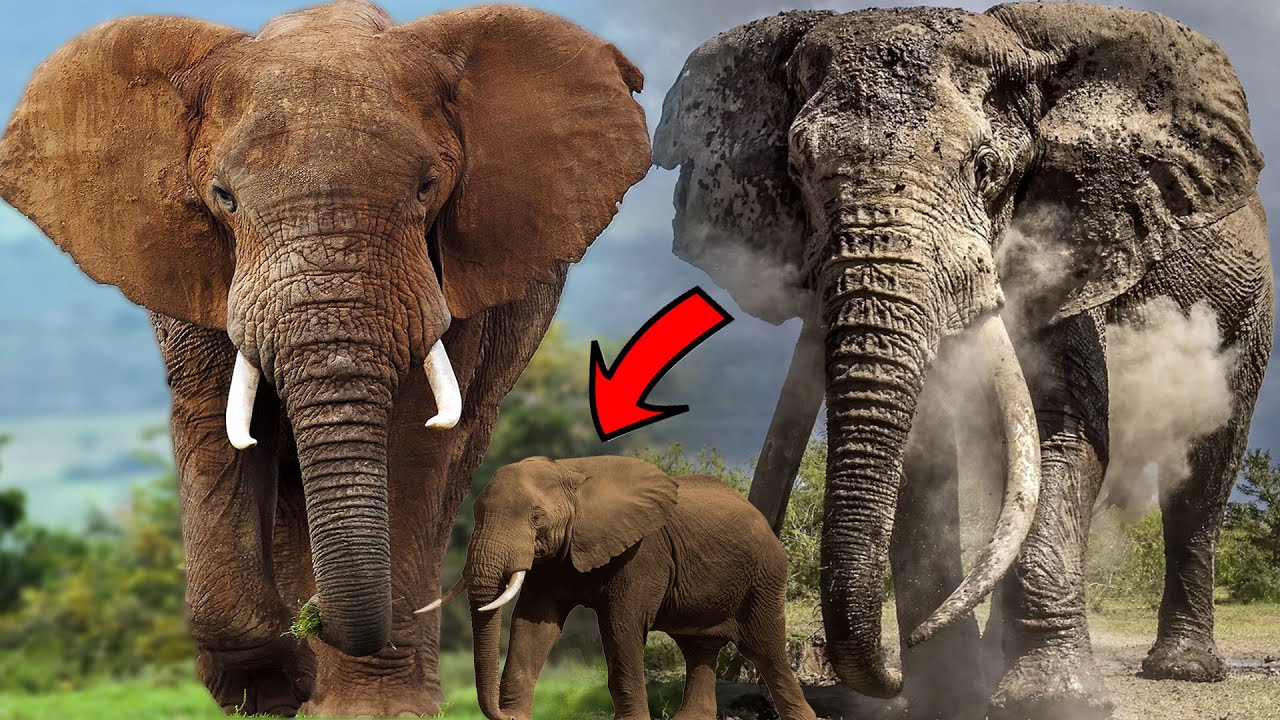Biggest Elephant In The World | The Colossal Giants | Flashinfo - YouTube
