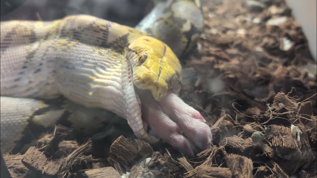 Reticulated Python Eating a piglet - YouTube