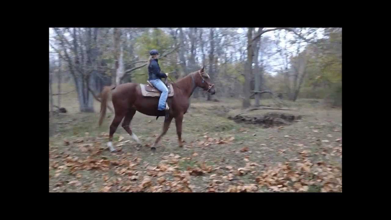 Big red.. BIG sorrel 16.1 and still growing pacer! For adoption through ...