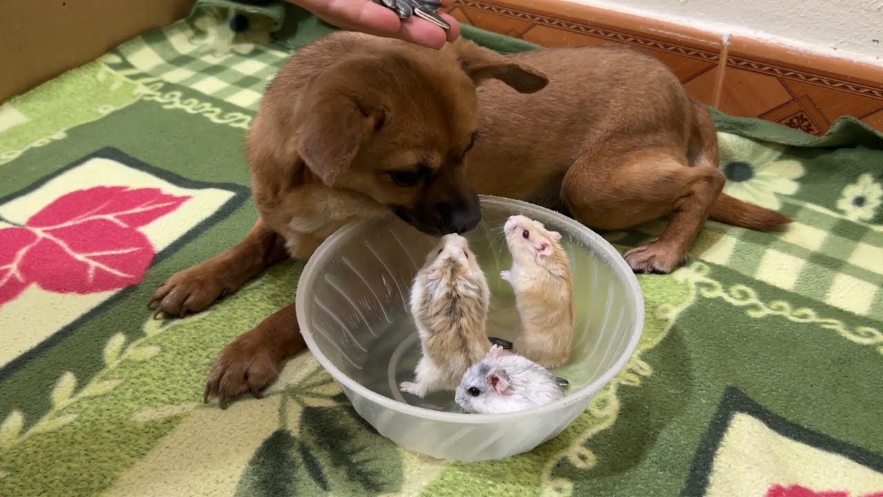 Cute Hamster: Hamsters get acquainted with a lovely dog. - YouTube