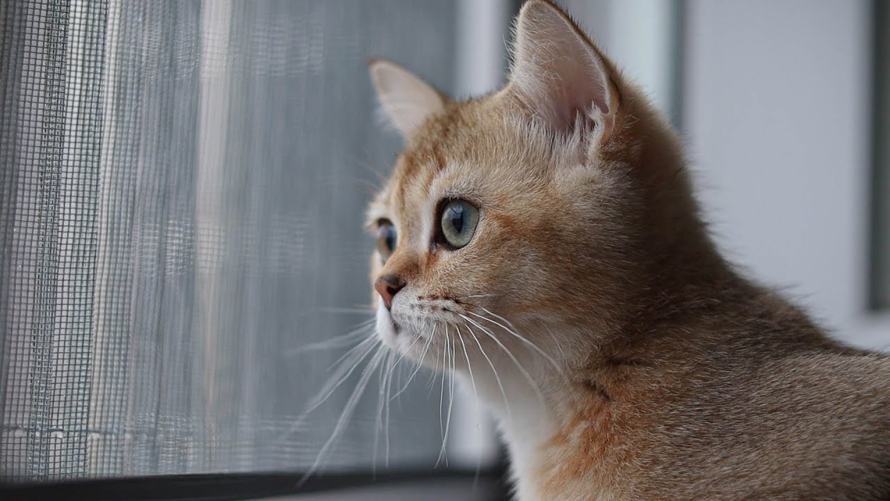 Kitten Katoo's First Encounter with Rain - YouTube