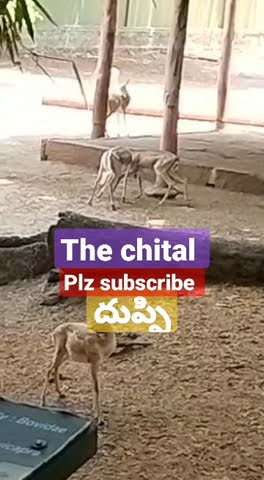 The chital quarreling #shorts #animals - YouTube
