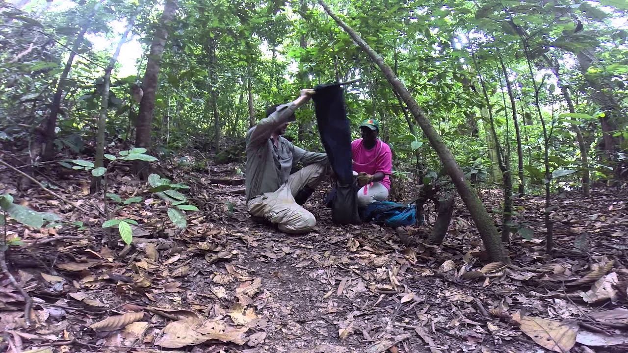 Ant collection with Winkler Extractors-2 - YouTube